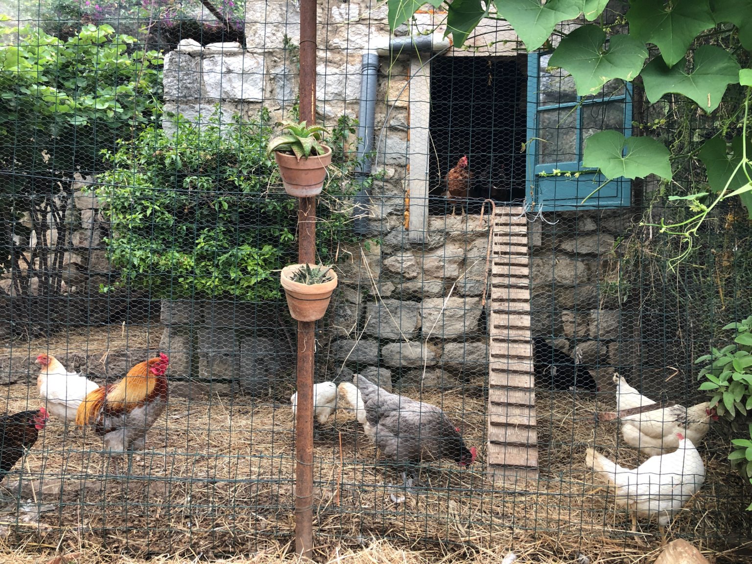 Le potager de Mauro Colagreco***, meilleur chef du monde - Mikuy - l ...